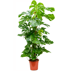 Philodendron Monstera Deliciosa - Planter - FloraDin A/S